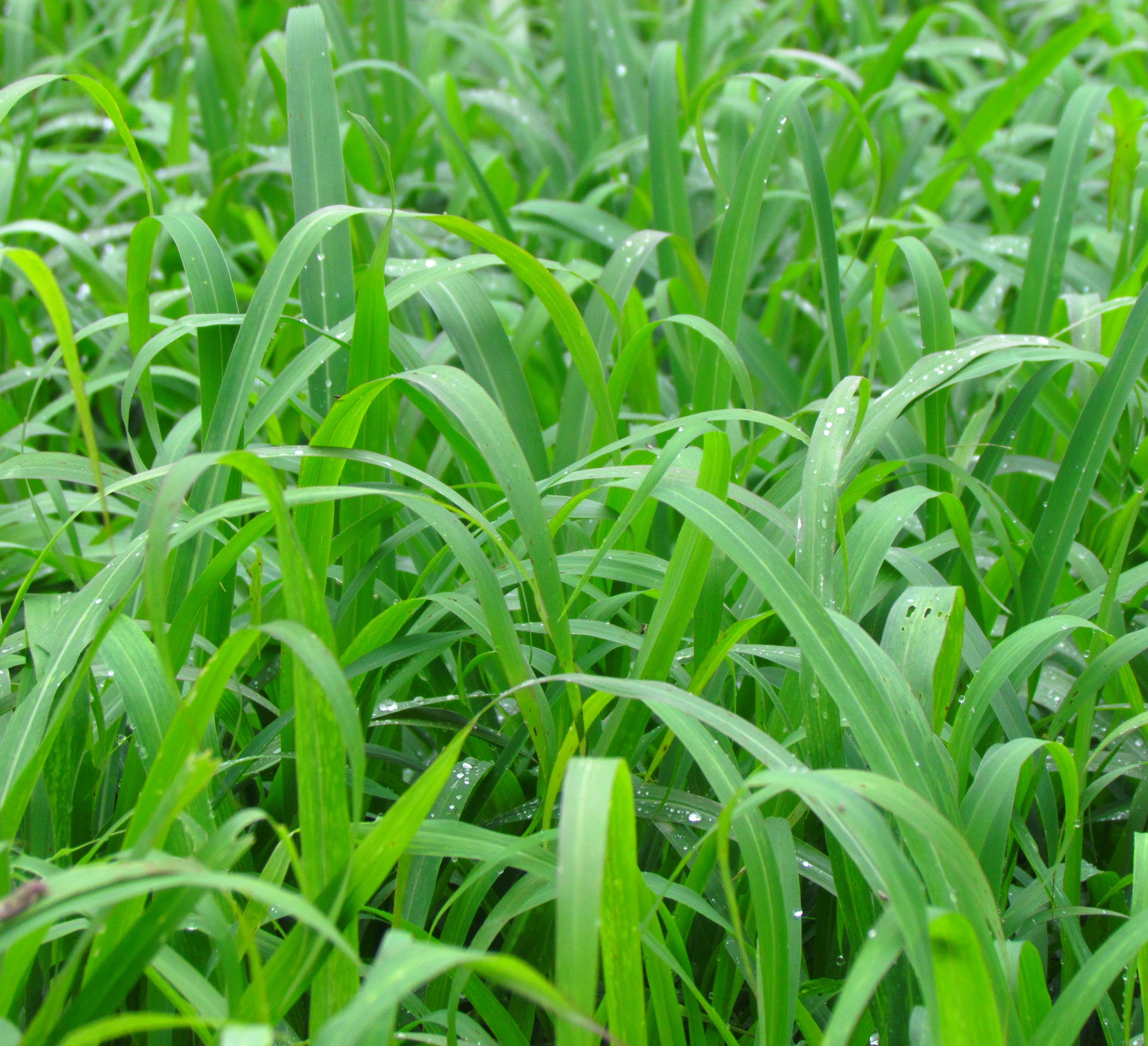 4 Grazer with Mombasa / Perennial Mixture / Forage Pasture Seeds - Brasuda