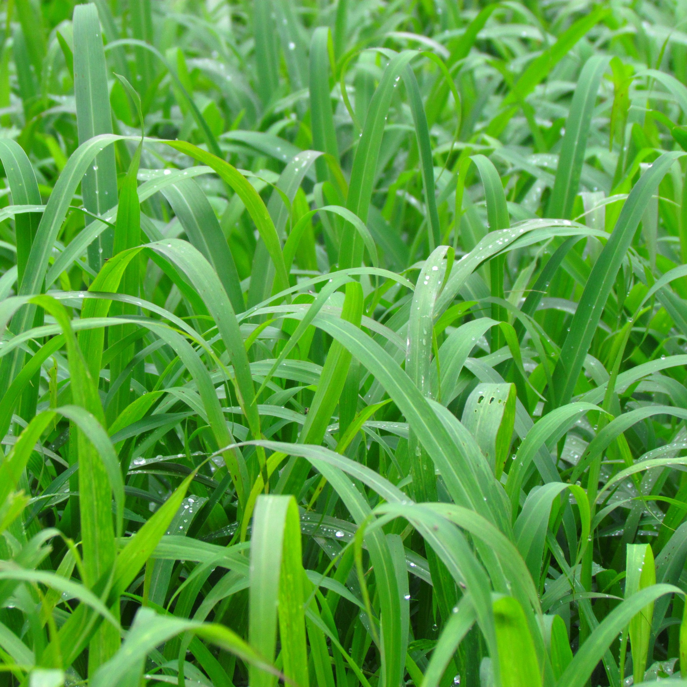 Products / Forage Pasture Seeds - Brasuda