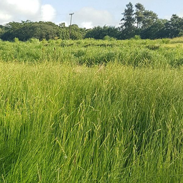 Humidicola / Water Grass / Watergras - Brasuda