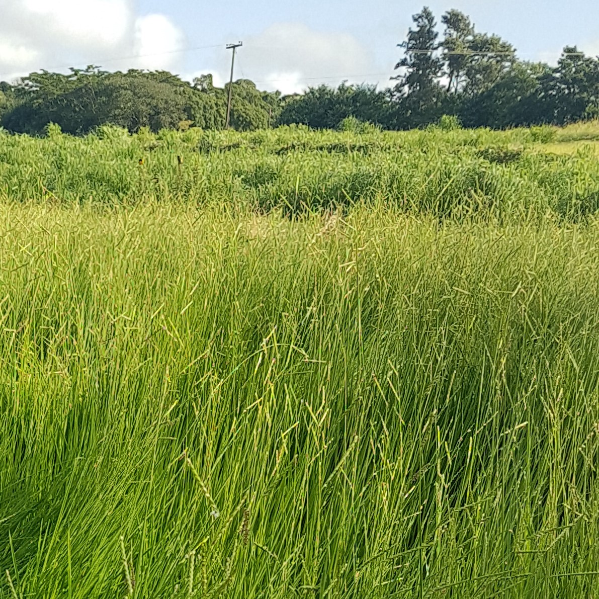 Humidicola / Water Grass / Watergras - Brasuda