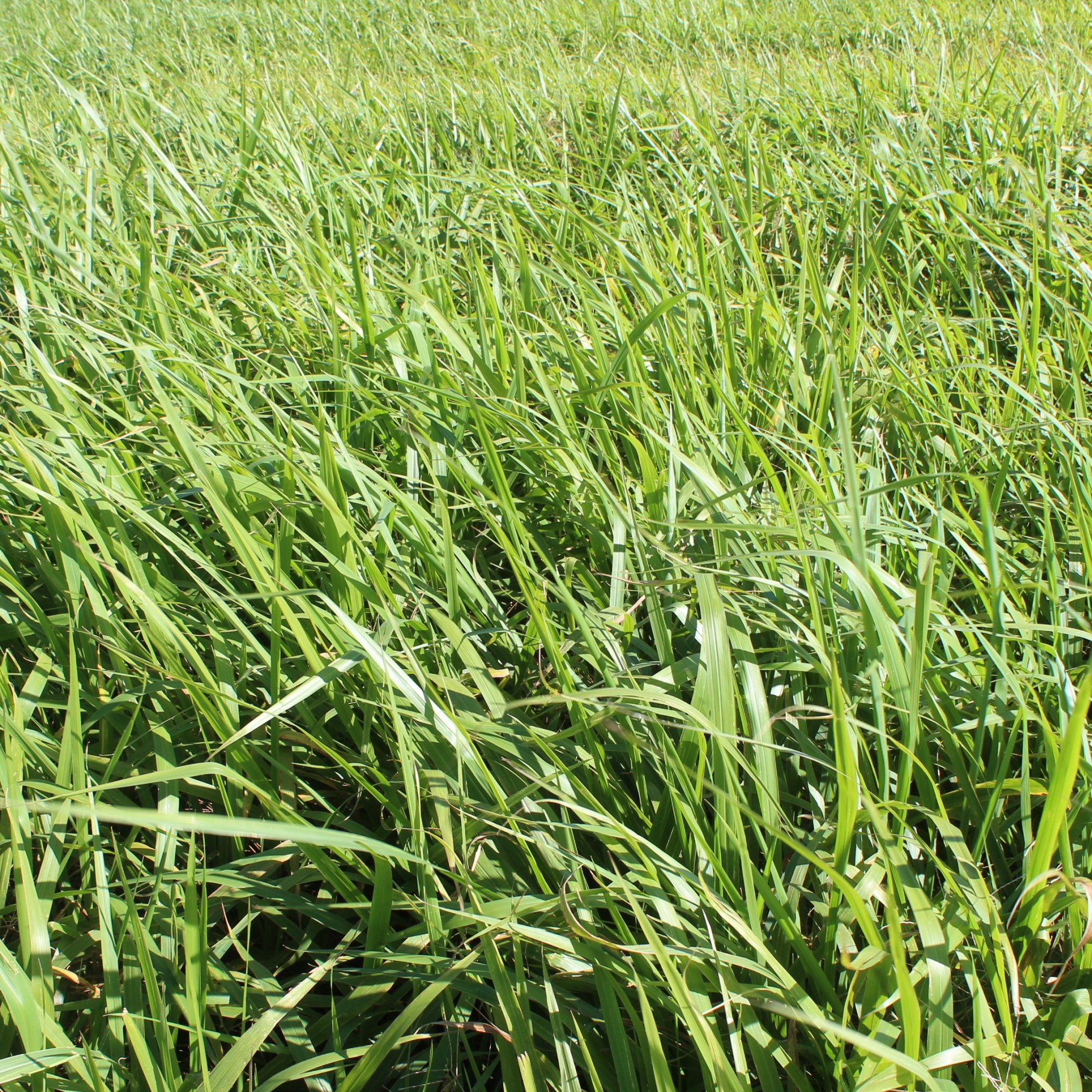 Paredao / White Buffalo Grass / Witbuffel Gras - Brasuda