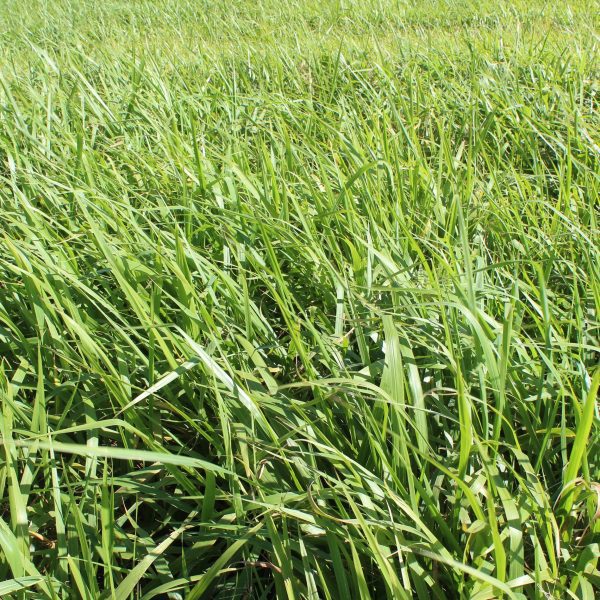 Paredao / White Buffalo Grass / Witbuffel Gras - Brasuda