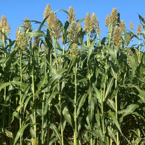 Super Sorghum SE1 / Perennial Sorghum - Brasuda