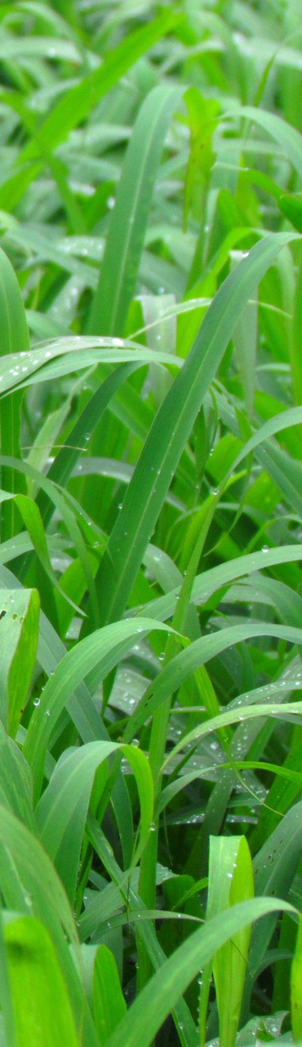 Forage Seeds / Pasture Seeds - Brasuda