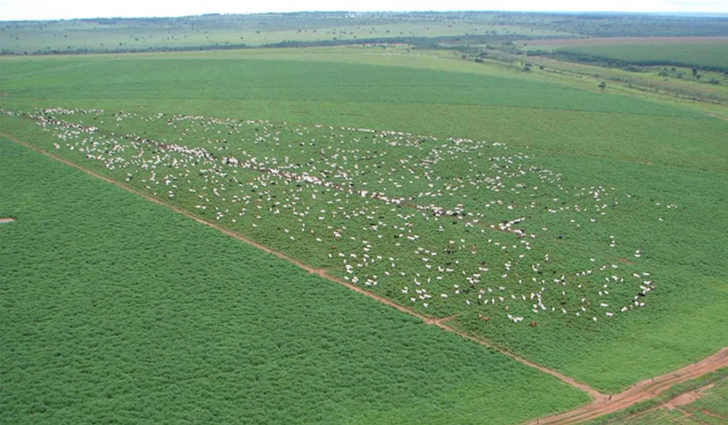 Guidelines to Good Pasture Formation / Farming procedures - Brasuda