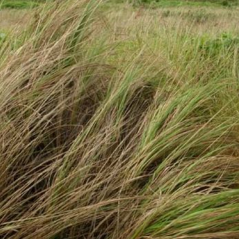 Sourveld Mix / Perennial Mixture / Forage Pasture Seeds - Brasuda