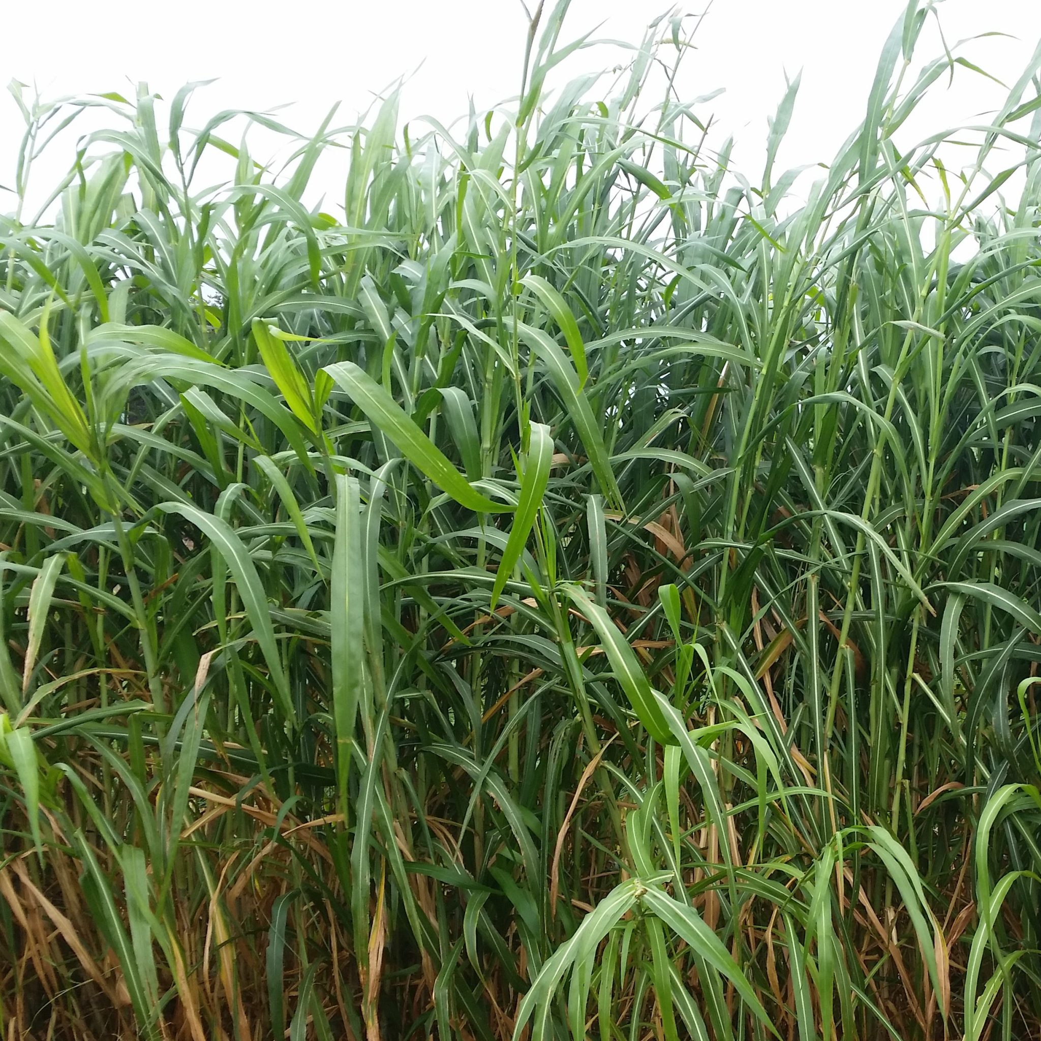 Standard Summer Cover Crop Mix / Cover Crops - Brasuda