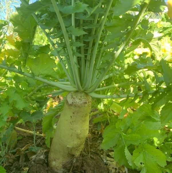 Super Winter Cover Crop Mix / Cover Crops - Brasuda