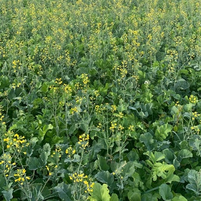 Winter Cover Crops / Cover Crops - Brasuda