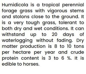 Humidicola / Water Grass / Watergras - Brasuda