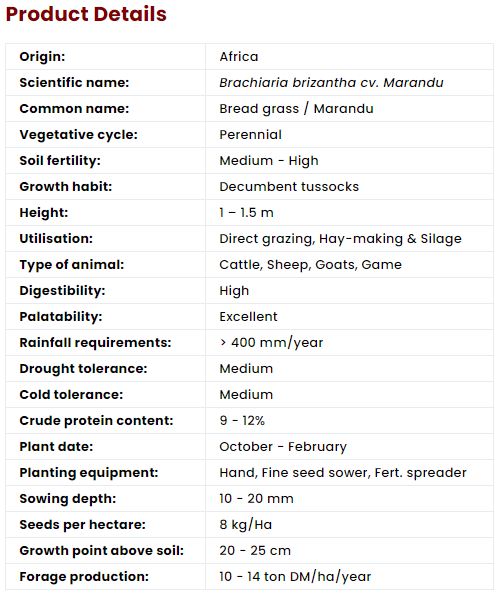 Marandu / Bread Grass / Broodgras - Brasuda