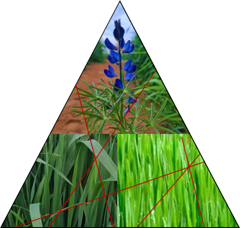 Trinity Winter Cover Crop Mix / Cover Crops - Brasuda