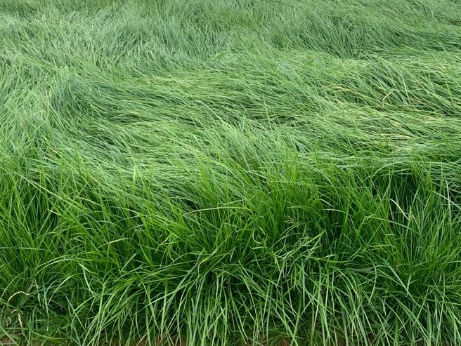 Perennial Rye Grass - Brasuda