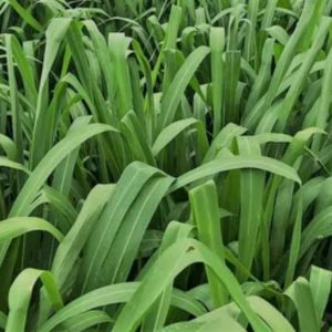 Miyagui / White Buffalo Grass / Witbuffel Gras - Brasuda